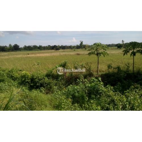 Tanah Sawah Pinggir Jalan Raya 30 x 42 M di Gresik - Tribun JualBeli