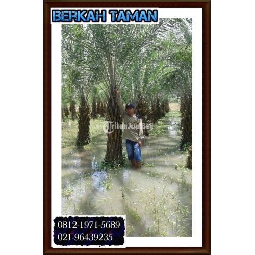30 jenis tanaman palem untuk taman - Tribun JualBeli
