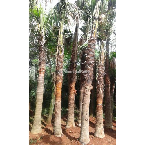 30 jenis tanaman palem untuk taman - Tribun JualBeli