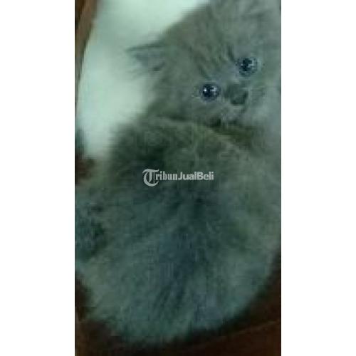Kucing Kitten Anggora Persia Umur 2 Bulan Warna Putih & Abu Lucu Sehat ...