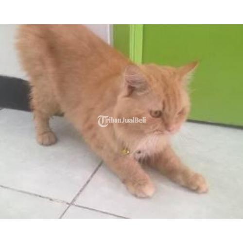 Kucing Persia Mix Mainecoon Umur 1 Tahun Sehat Gemuk Siap Diadopsi di ...