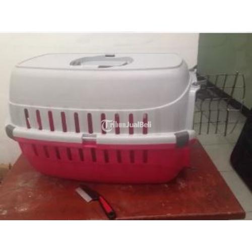 Kucing Persia Mix Mainecoon Umur 1 Tahun Sehat Gemuk Siap Diadopsi di ...