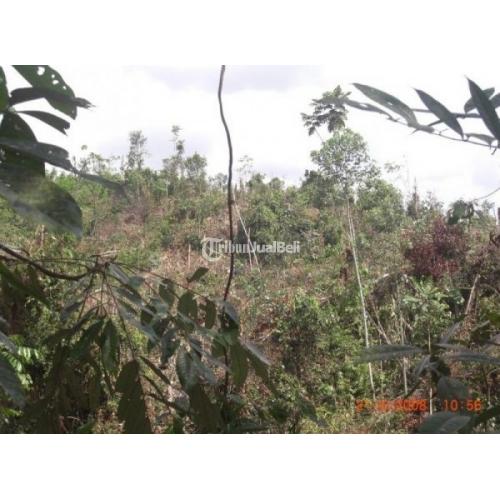 Tanah Kebun Kosong Luas 5 Hektar Cocok Untuk Kebun Sawit di Rawa Kuning ...