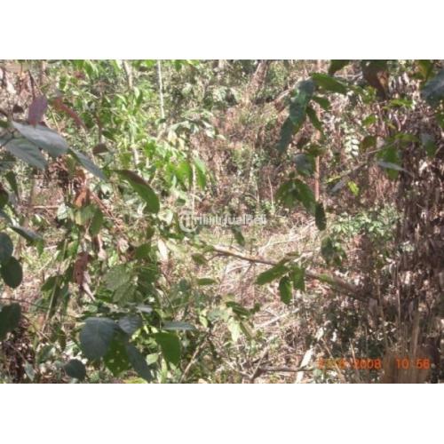 Tanah Kebun Kosong Luas 5 Hektar Cocok Untuk Kebun Sawit di Rawa Kuning ...