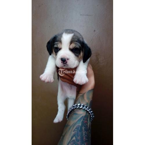 Anjing Ras Beagle Jantan Stamboom on progress di Bandung - Tribun JualBeli