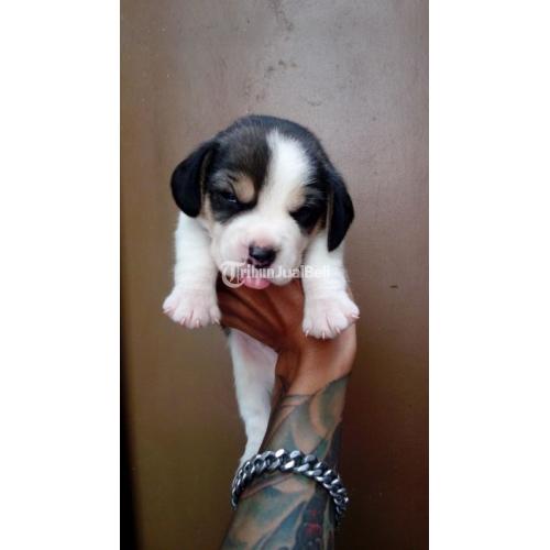 Anjing Ras Beagle Jantan Stamboom on progress di Bandung - Tribun JualBeli