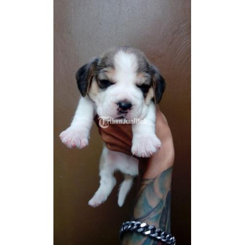 Anjing Ras Beagle Jantan Stamboom on progress di Bandung - Tribun JualBeli