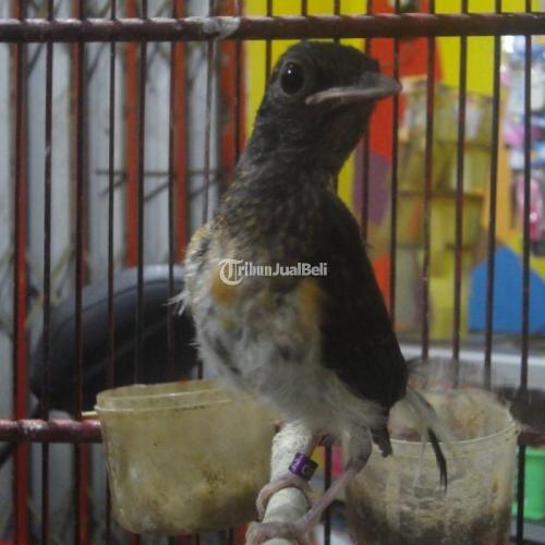Murai Batu Medan Anakan Ekor Panjang Sehat Mata Belok Hitam di Bali ...