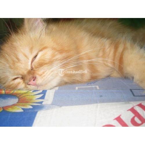 Kucing Persia Medium Umur 4 Bulan Red Tubby Lucu Sehat di Malang ...
