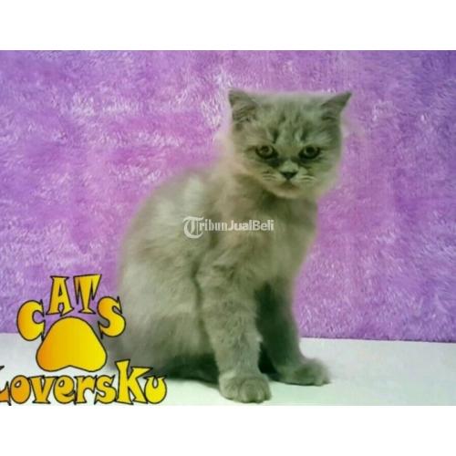 Kucing Persia Flatnose Longhair Betina Abu Solid Umur 4 Bulan Betina di ...
