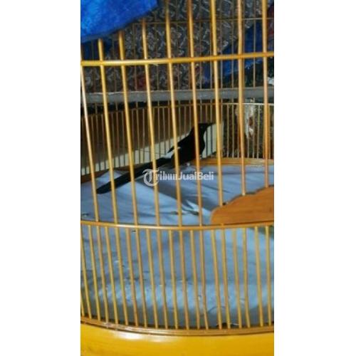 Burung Murai Batu ek Putih Asli hutan bukan Ternakan Sehat di Medan ...