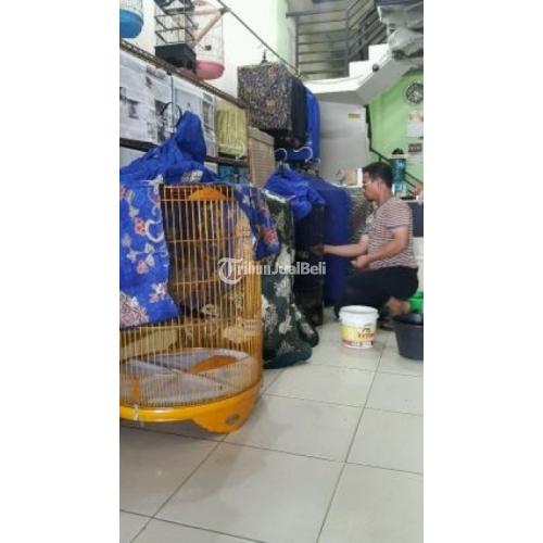 Burung Murai Batu ek Putih Asli hutan bukan Ternakan Sehat di Medan ...