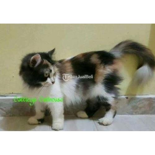 Adopsi Kucing Persia Banyak Tipe Semua Sehat Gemuk & Lucu di Batam ...