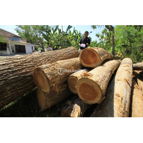 PT CITRA TRI KENCANA Kayu Gemor dan Kulit Kayu di Pontianak - Tribun ...