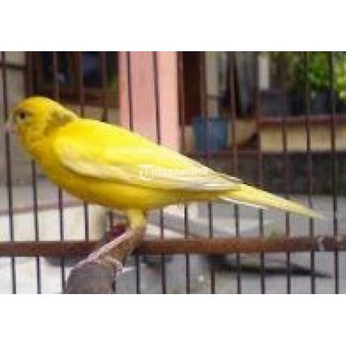Burung Kenari Lokal Super Gacor Usia 9 Bulan Mulus No Cacat di ...