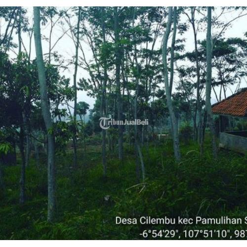 Tanah Sangat Luas di Daerah Cilembu Pamulihan SHM Tepi Jalan Raya di ... Tanah Sangat Luas di Daerah Cilembu Pamulihan SHM Tepi Jalan Raya di ...