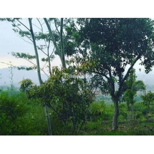 Tanah Sangat Luas di Daerah Cilembu Pamulihan SHM Tepi Jalan Raya di ... Tanah Sangat Luas di Daerah Cilembu Pamulihan SHM Tepi Jalan Raya di ...