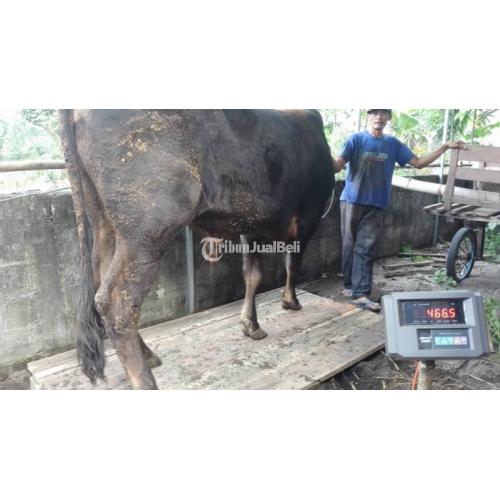 Timbangan Sapi Loadbard Bantu Ukur Berat Badan Hewan Ternak Lebih Mudah ...