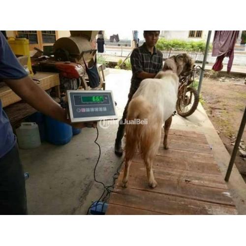 Timbangan Sapi Loadbard Bantu Ukur Berat Badan Hewan Ternak Lebih Mudah ...