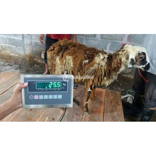 Timbangan Sapi Loadbard Bantu Ukur Berat Badan Hewan Ternak Lebih Mudah ...