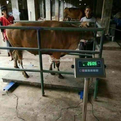 Timbangan Sapi Loadbard Bantu Ukur Berat Badan Hewan Ternak Lebih Mudah ...