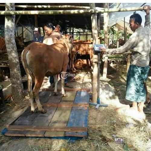 Timbangan Sapi Loadbard Bantu Ukur Berat Badan Hewan Ternak Lebih Mudah ...