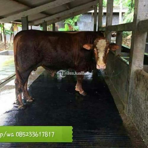 Karpet Sapi Supranusa Motif Widerib/Microrib di Sragen, Jawa Tengah ...