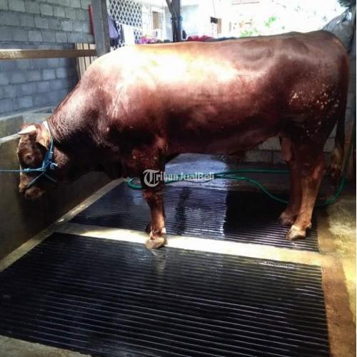 Karpet Sapi Supranusa Motif Widerib/Microrib di Sragen, Jawa Tengah ...