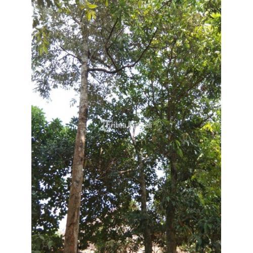 Tanah Daerah Jonggol LT.275m2 di Kampung Ceger Desa Sukamaju di Bogor ...