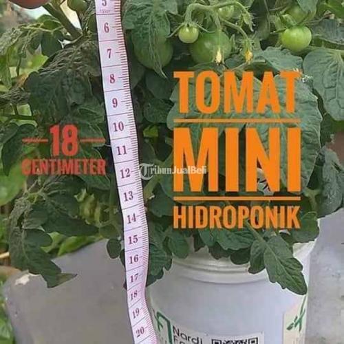 Tanaman Cabe dan Tomat Berkualitas lengkap Bahan dan Peralatan di ...
