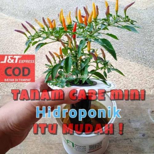 Tanaman Cabe dan Tomat Berkualitas lengkap Bahan dan Peralatan di ...