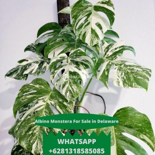 Exporter Albino Monstera For Sale in Distric Of Columbia di Depok ...