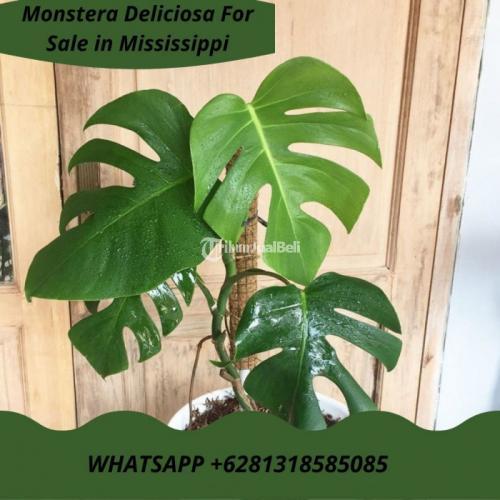 Cheapest Monstera Deliciosa For Sale in Mississippi di Depok - Tribun ...