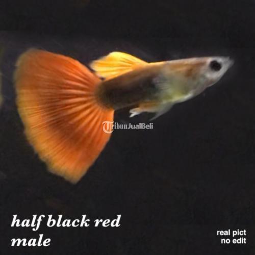 Guppy HB Red Ikan Hias Guppy Online di Bandung - Tribun JualBeli