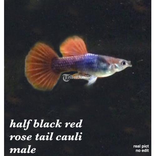 Guppy HB Red Rose Tail Bandung Ikang Gppy.Online di Bandung - Tribun ...