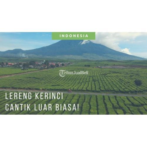 Teh Kayu Manis & Cassiavera Tea Bermanfaat unutk Kesehatan Minuman ...
