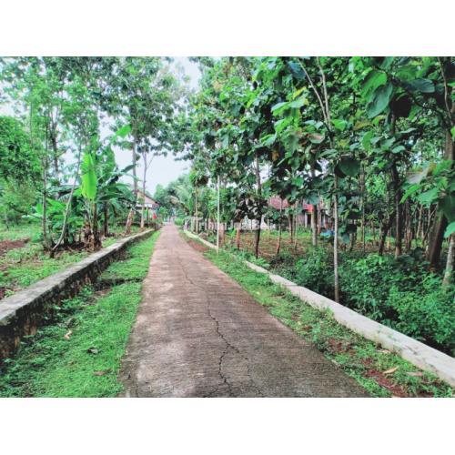 Tanah Kebun Jati Karanganyar - Tribun JualBeli Tanah Kebun Jati Karanganyar - Tribun JualBeli