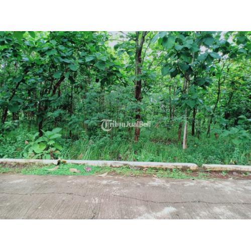 Tanah Kebun Jati Karanganyar - Tribun JualBeli Tanah Kebun Jati Karanganyar - Tribun JualBeli