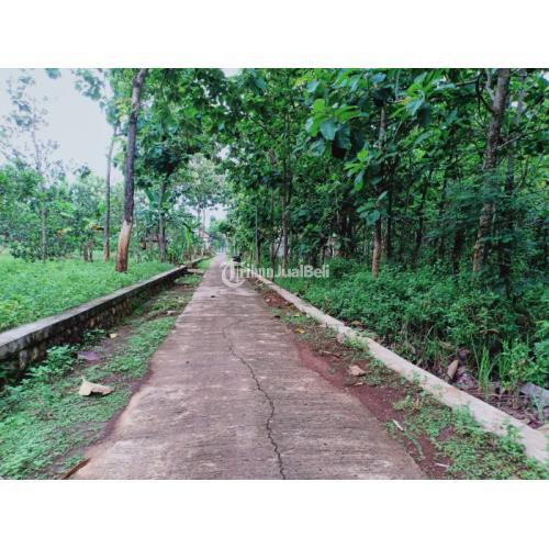 Tanah Kebun Jati Karanganyar - Tribun JualBeli Tanah Kebun Jati Karanganyar - Tribun JualBeli