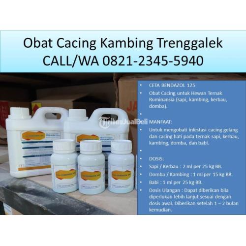 Obat Sapi Cacingan Tradisional di Tuban - Tribun JualBeli