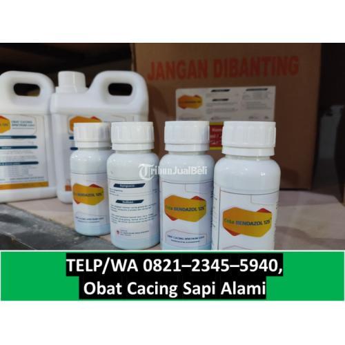 Obat Sapi Cacingan Tradisional Harga Murah di Magetan - Tribun JualBeli