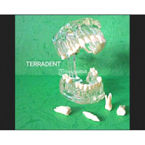 Dental Study Model Phantom Gigi Bisa di Lepas Transparan di Jakarta ...