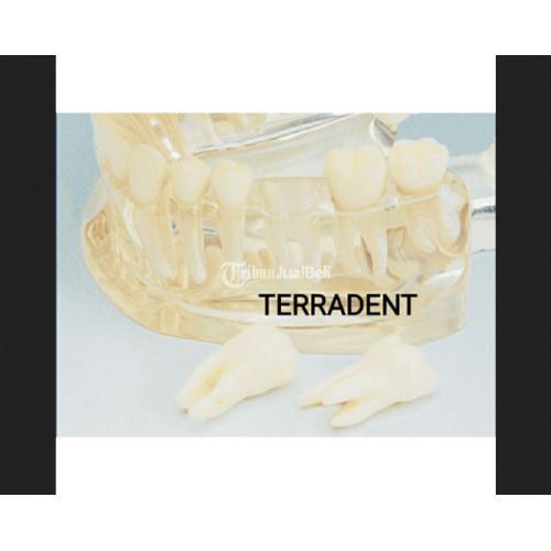 Dental Study Model Phantom Gigi Bisa di Lepas Transparan di Jakarta ...