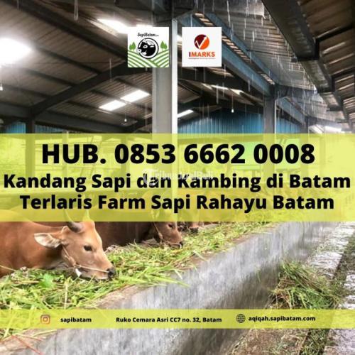 Qurban Batam, Kandang Sapi dan Kambing Terlaris Untuk Qurban 2023 Farm ...
