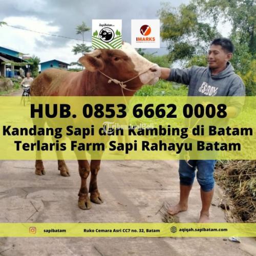 Qurban Batam, Kandang Sapi dan Kambing Terlaris Untuk Qurban 2023 Farm ...