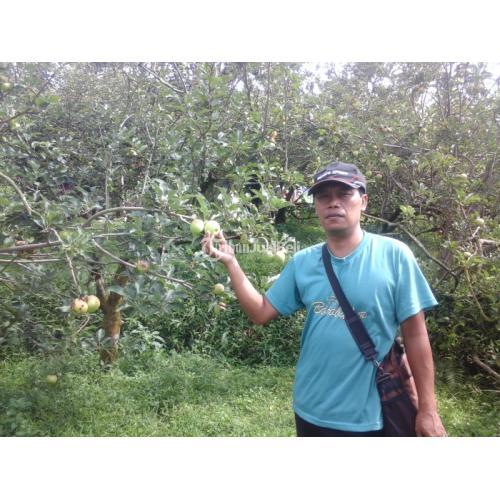 Juaal Kebun Apel Jeruk Bumiaji Batu Malang Madewo Apples di Batu ...