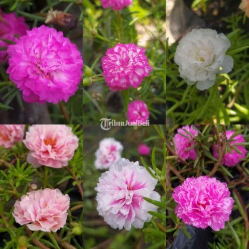 Bunga Brokot Rimbun Banyak Pilihan Warna di Bantul - Tribun JualBeli
