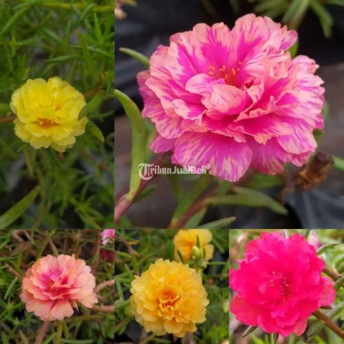 Bunga Brokot Rimbun Banyak Pilihan Warna di Bantul - Tribun JualBeli