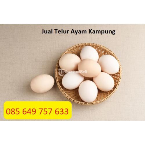 Jualan Telur Ayam Kampung Kualitas Terrbaik di Jakarta Pusat - Tribun ...