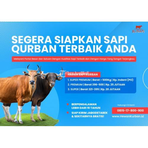 Sapi Qurban Limo Tersedia Ribuan Hewan di Depok - Tribun JualBeli